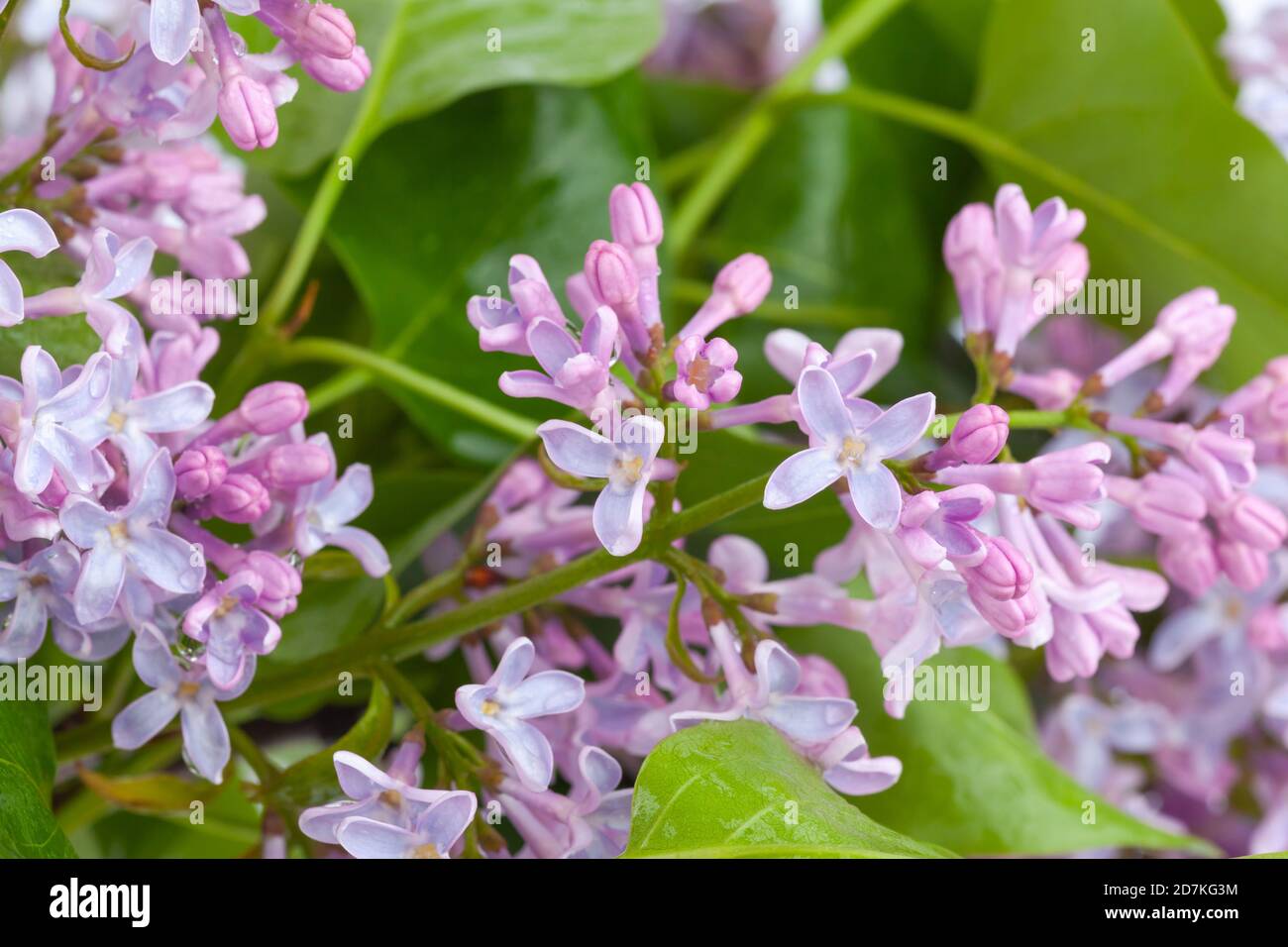Purple lilac branch Stock Photo - Alamy