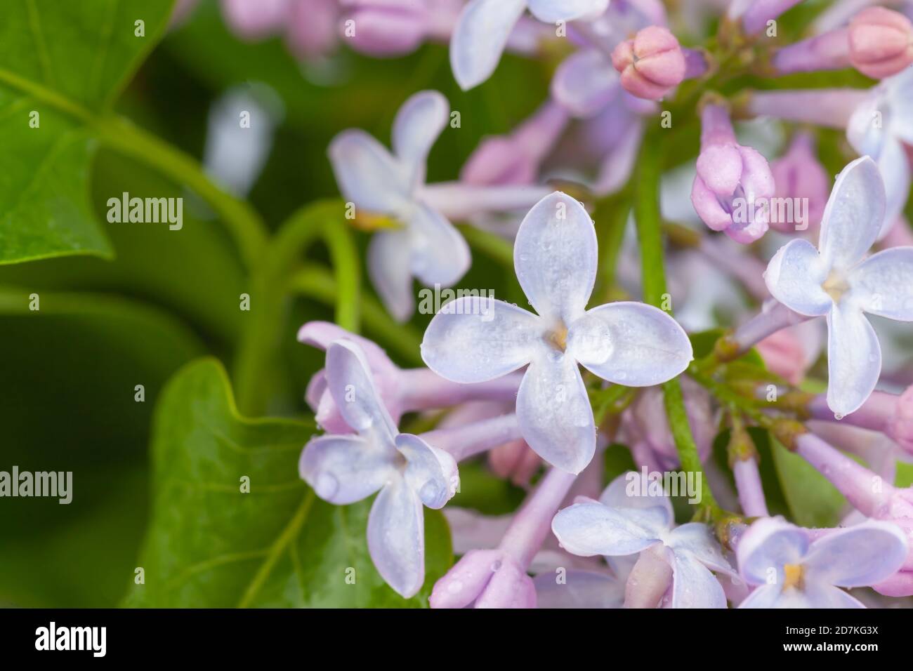 Purple lilac branch Stock Photo - Alamy