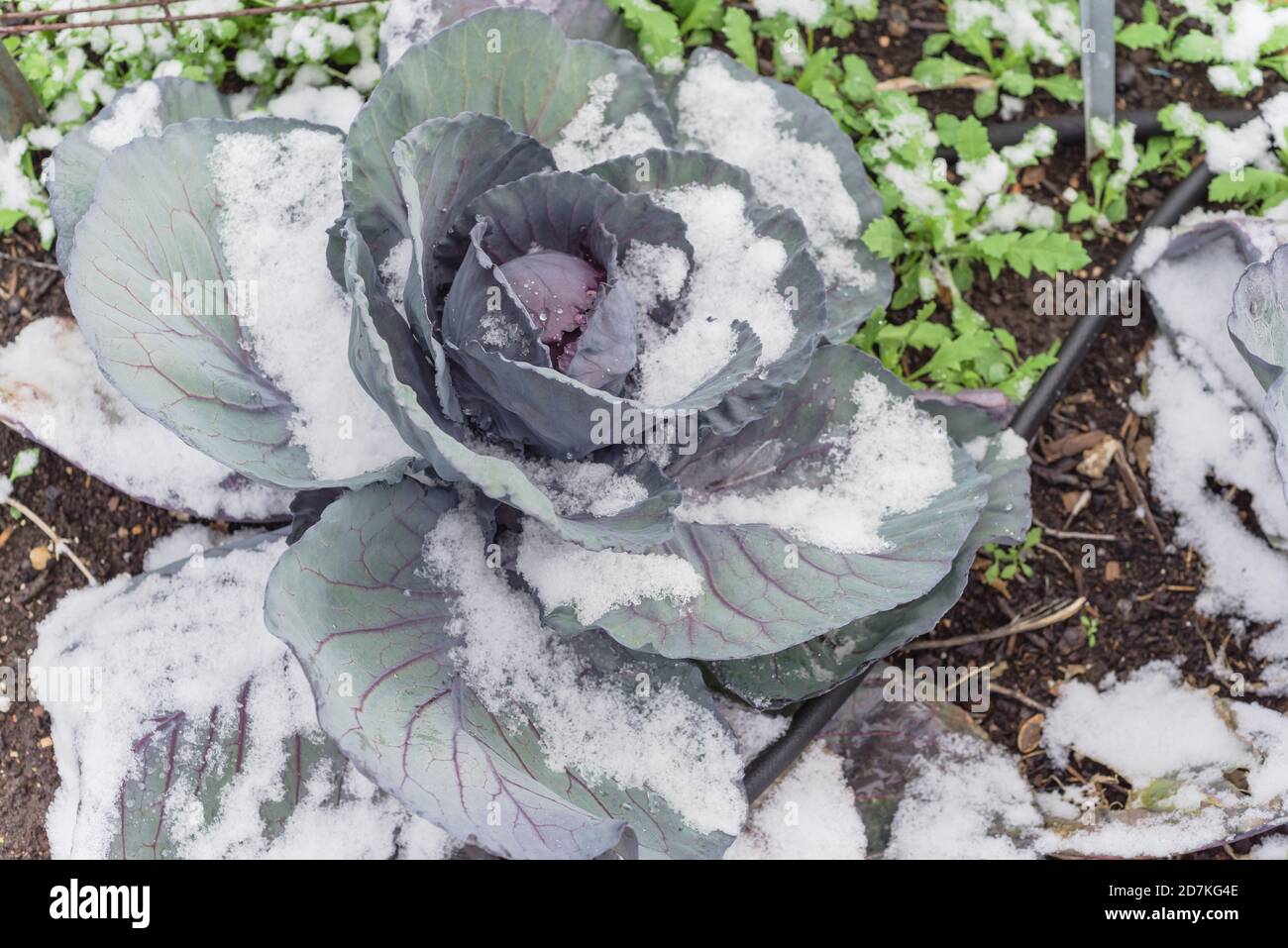 Close-up red cabbage head in snow covered at organic garden with ...