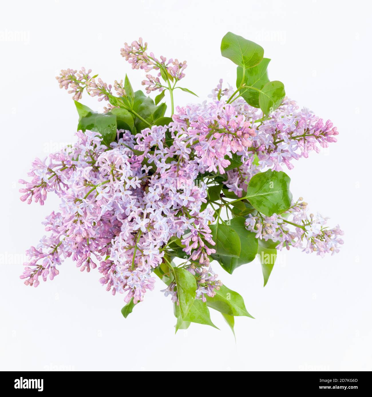 Purple lilac branch Stock Photo - Alamy