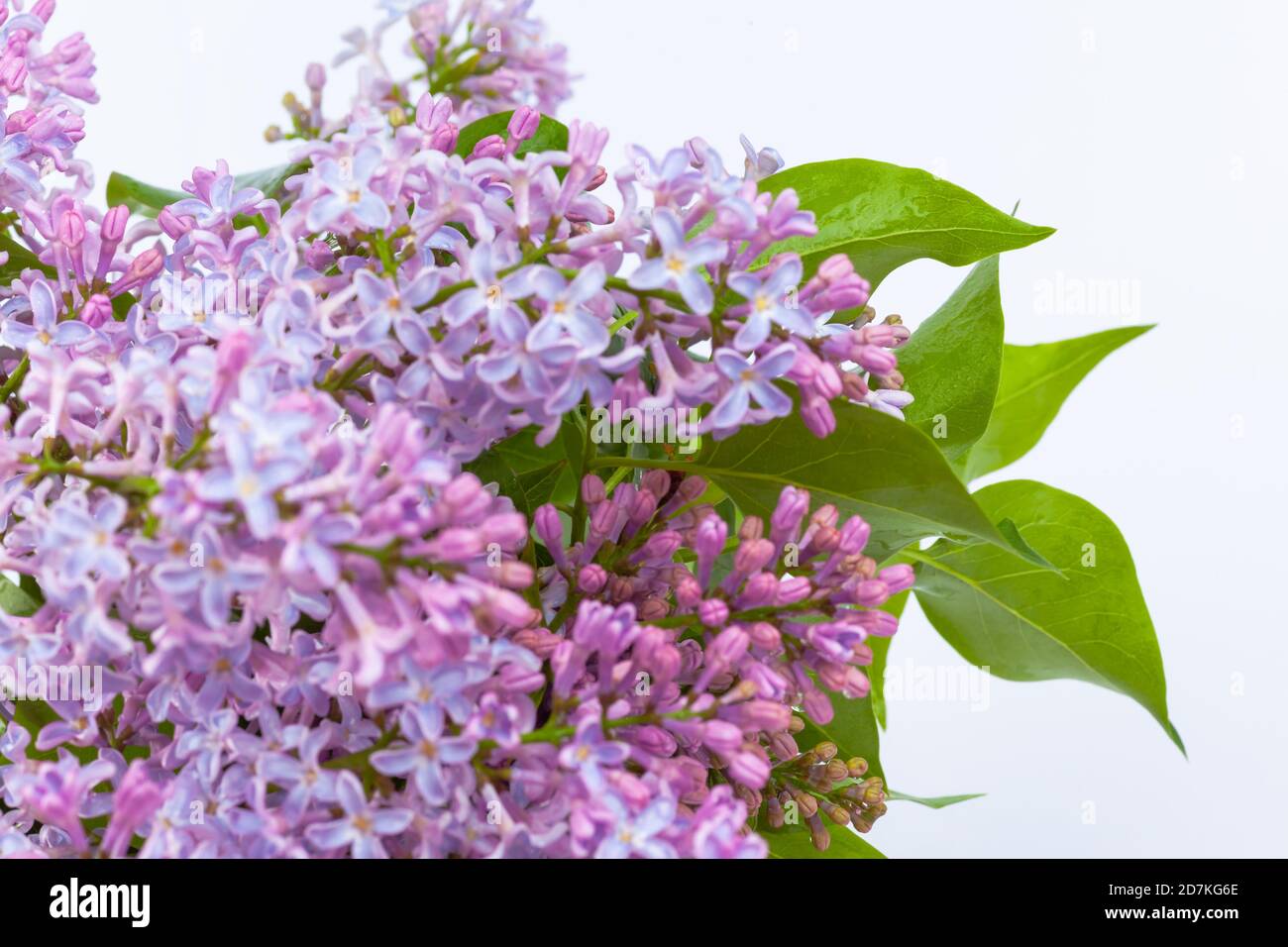 Purple lilac branch Stock Photo - Alamy