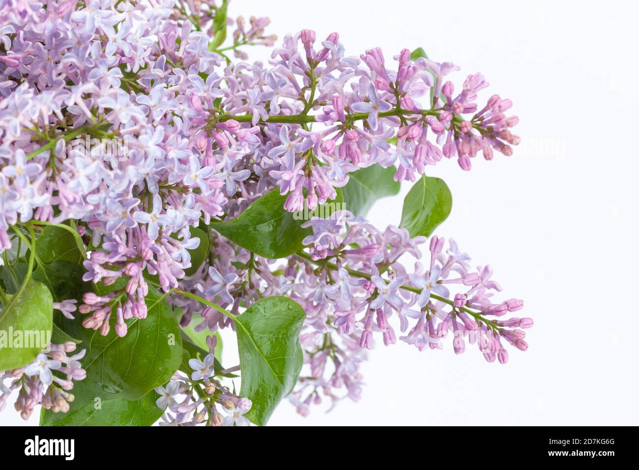 Purple lilac branch Stock Photo - Alamy