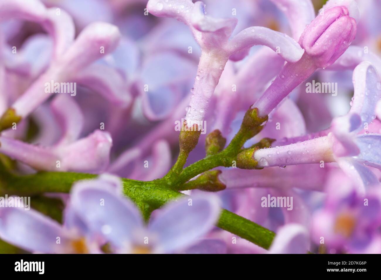 Purple lilac branch Stock Photo - Alamy