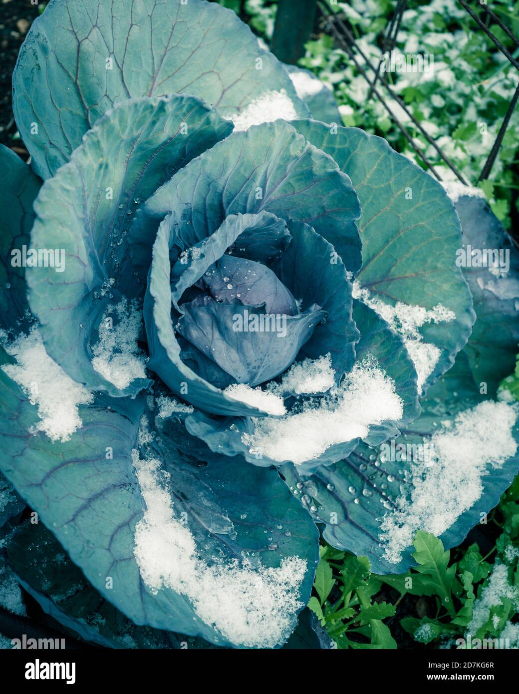 Vintage photo of red cabbage head in snow covered at organic garden ...