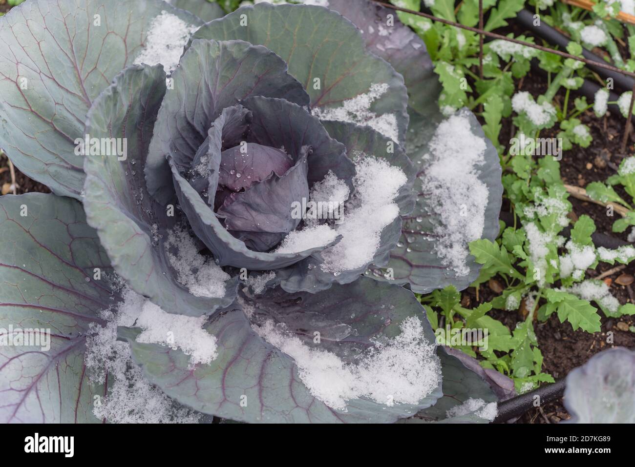 Snow Cabbage High Resolution Stock Photography and Images - Alamy