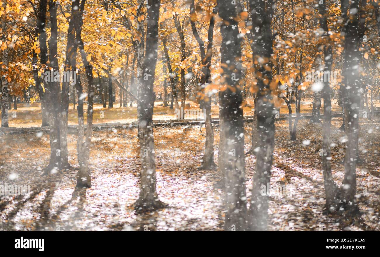 Autumn park in the first snow Stock Photo - Alamy