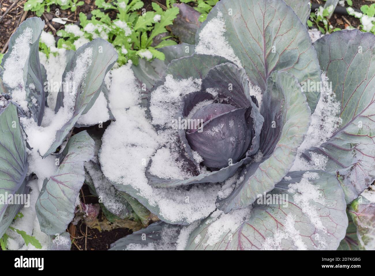 Snow Cabbage High Resolution Stock Photography and Images - Alamy