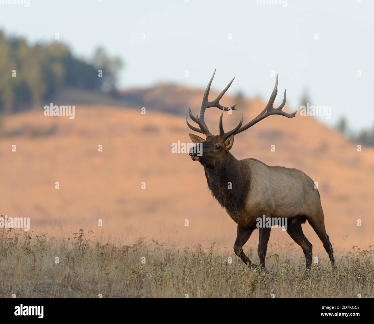 Cervus canadensis nelsoni hi-res stock photography and images - Alamy