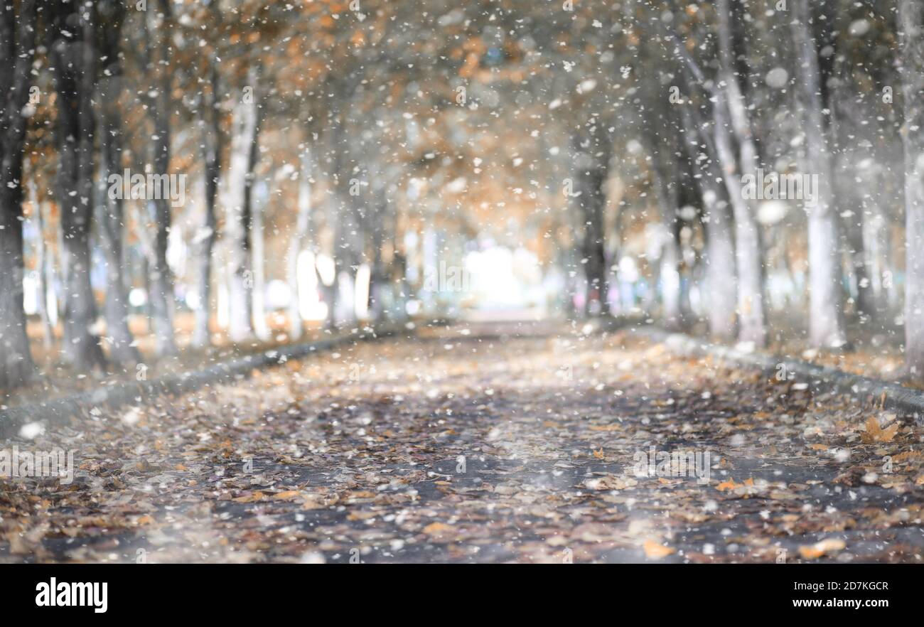Autumn park in the first snow Stock Photo - Alamy