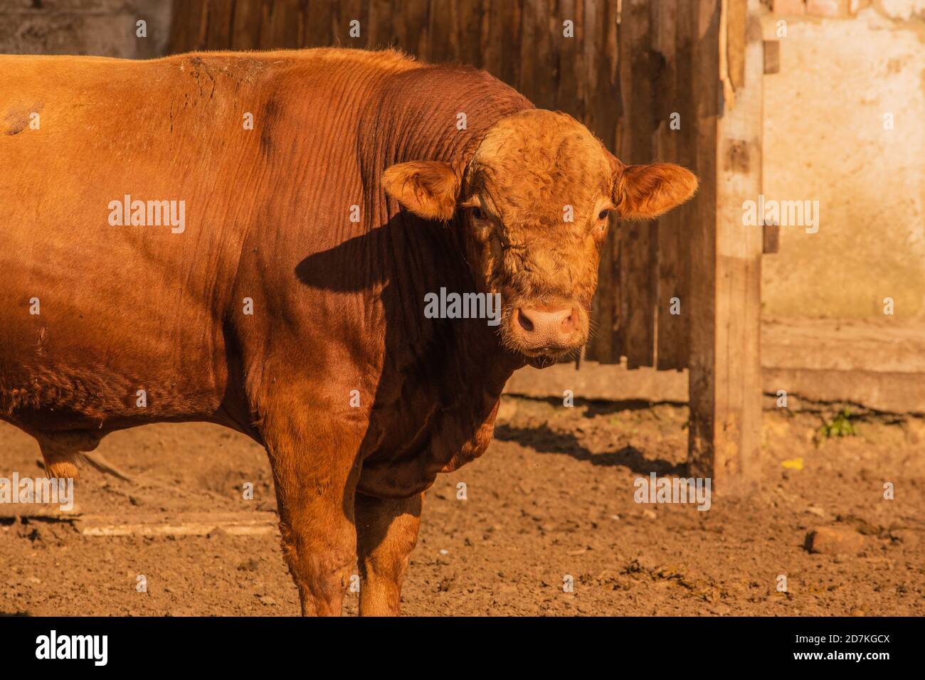 Limousine bulls on a farm. Limousine bulls spend time on the farm ...