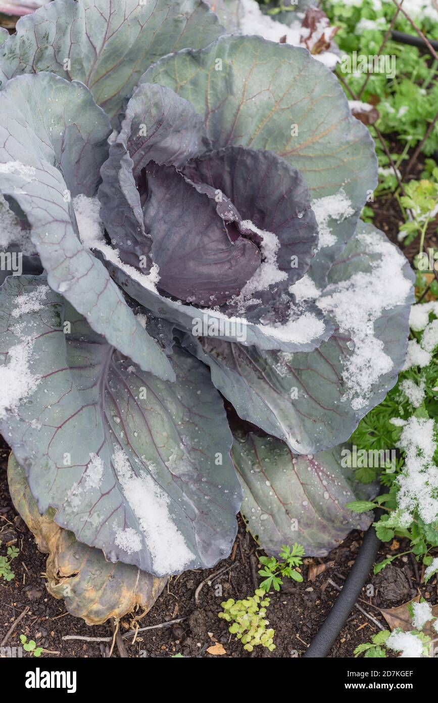 Snow Cabbage High Resolution Stock Photography and Images - Alamy
