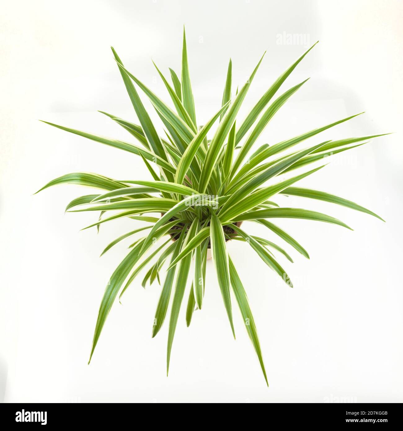 Flower chlorophytum view from above on a white background Stock Photo ...