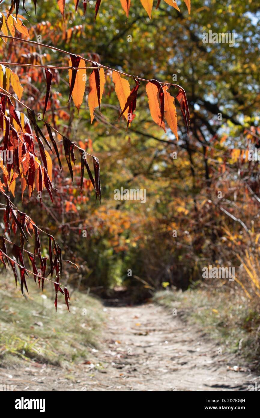 rich red autumn pathway Stock Photo - Alamy