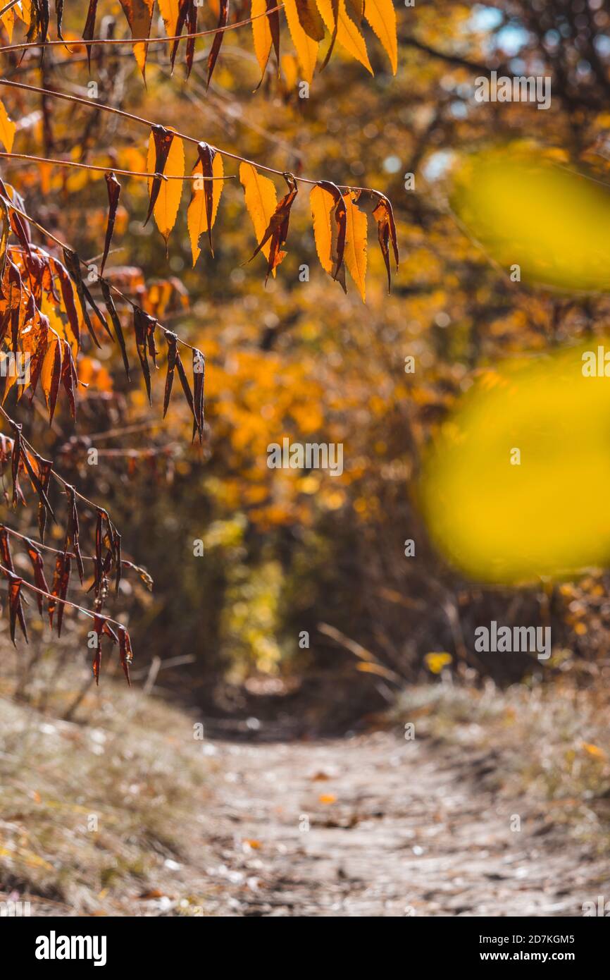 rich red autumn pathway Stock Photo - Alamy
