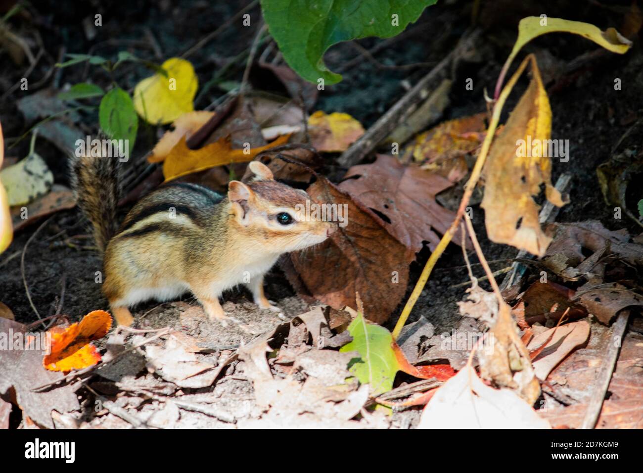 Chipmunk baby hi-res stock photography and images - Alamy