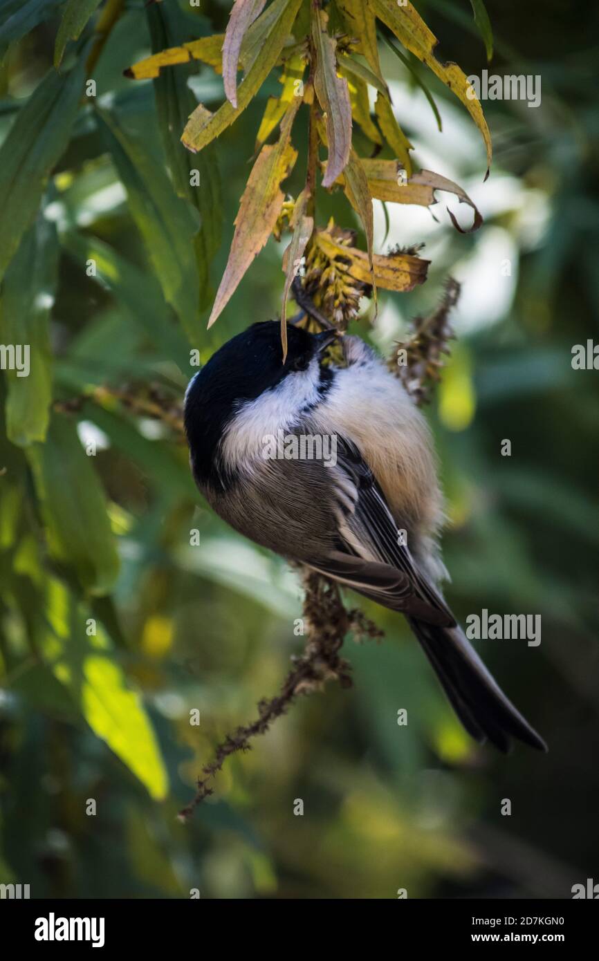 Chickadee feeding in tree branch Stock Photo - Alamy