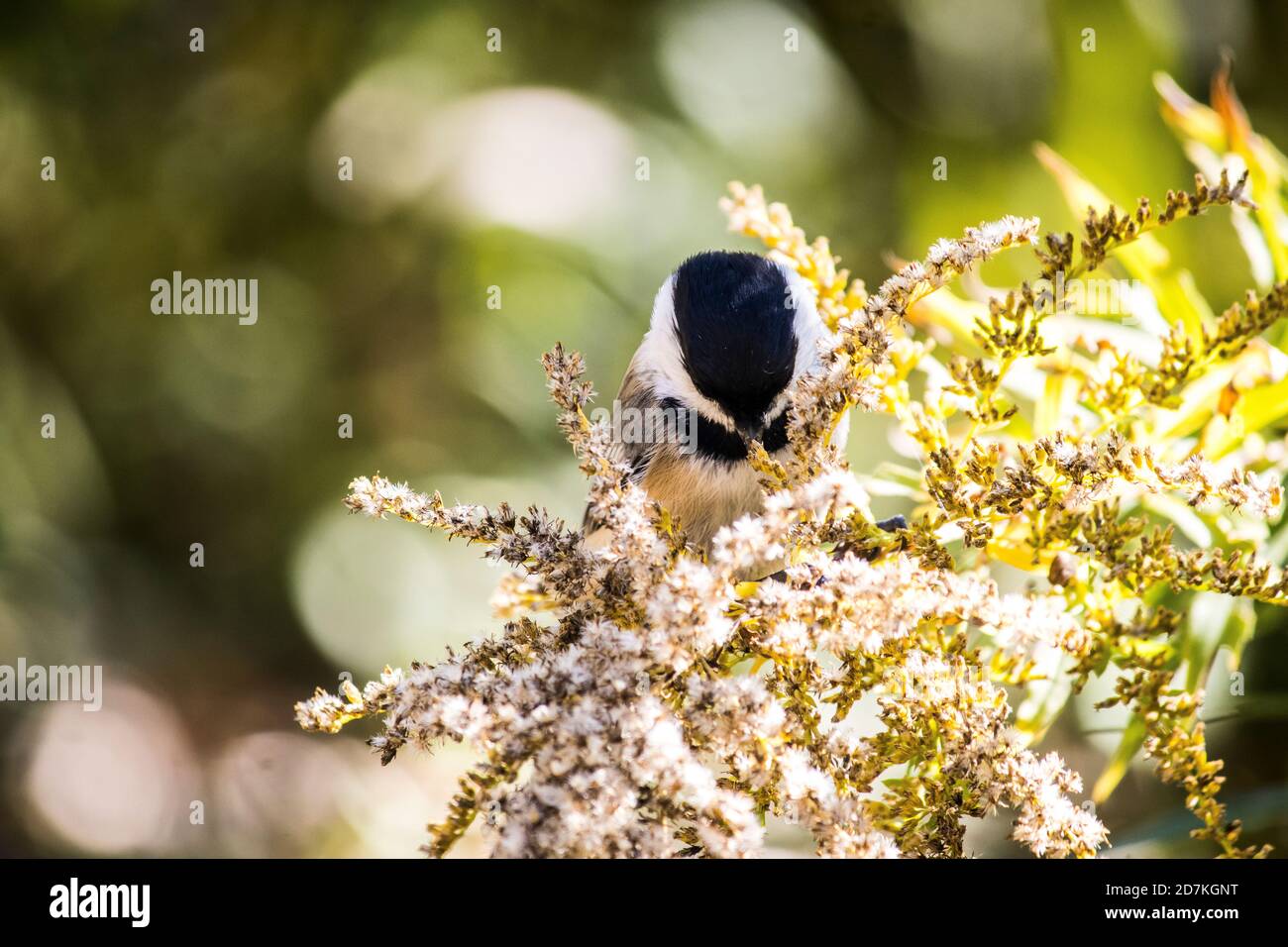 Chickadee feeding in tree branch Stock Photo - Alamy