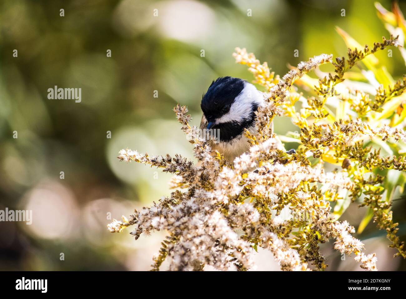 Chickadee feeding in tree branch Stock Photo - Alamy