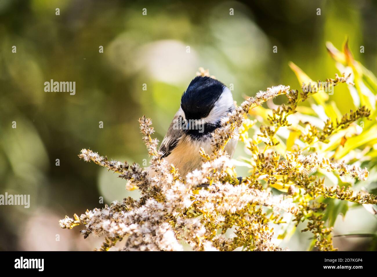 Chickadee feeding in tree branch Stock Photo - Alamy
