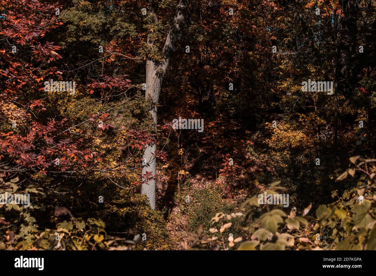 dark forest with bright tree Stock Photo - Alamy