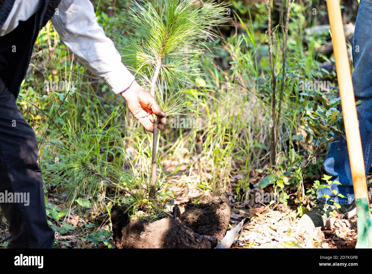 Old man sowing seeds on hi-res stock photography and images - Alamy