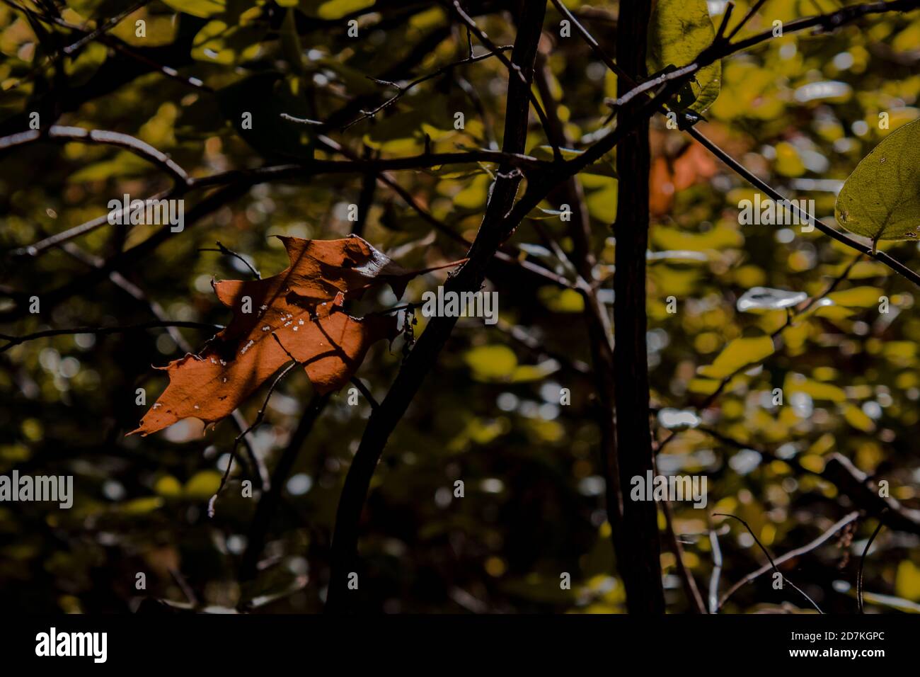 Lone maple leaf hi-res stock photography and images - Alamy