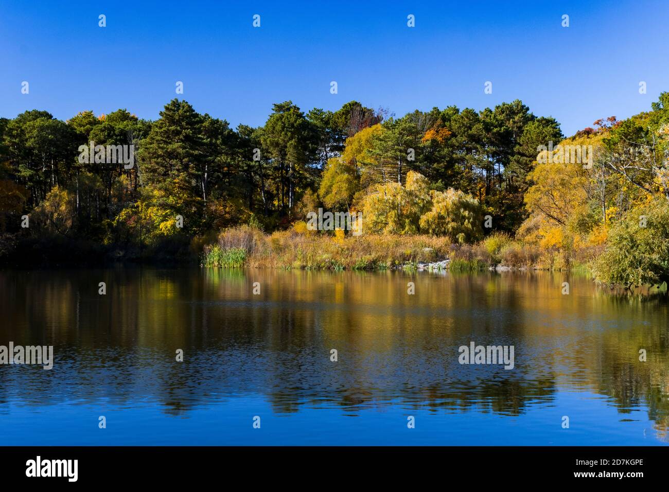 reflective autumn tree in still water Stock Photo - Alamy