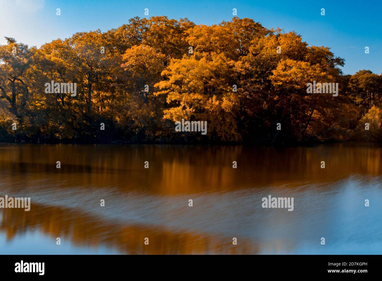 reflective autumn tree in still water Stock Photo - Alamy