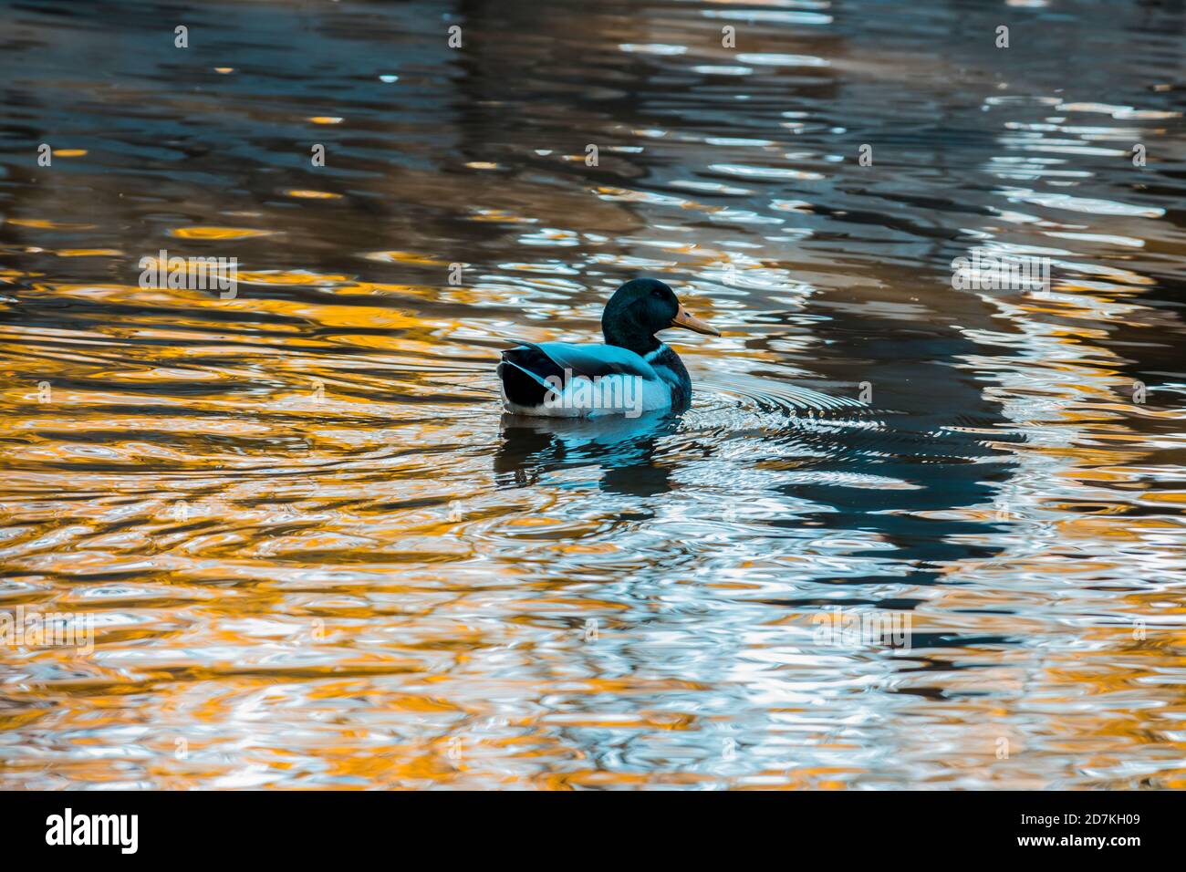 Back view of duck hi-res stock photography and images - Alamy