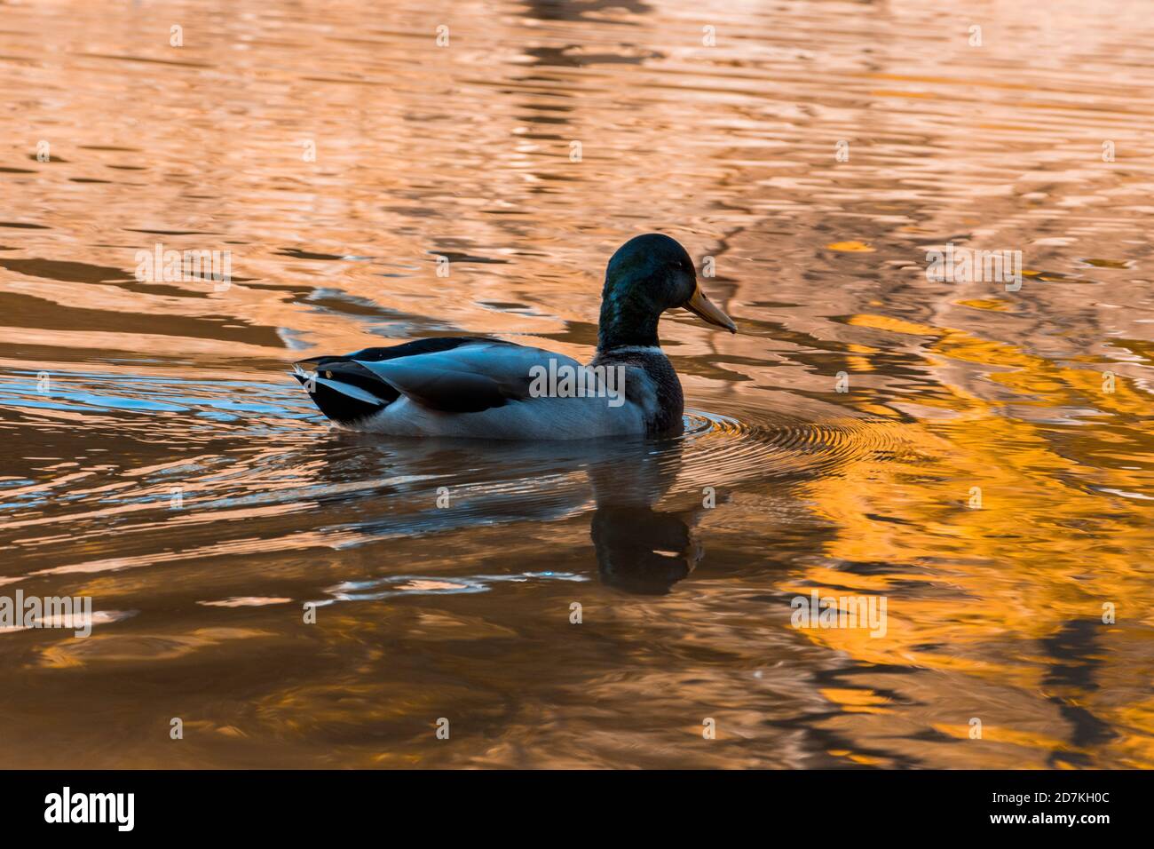 Light duck hi-res stock photography and images - Alamy