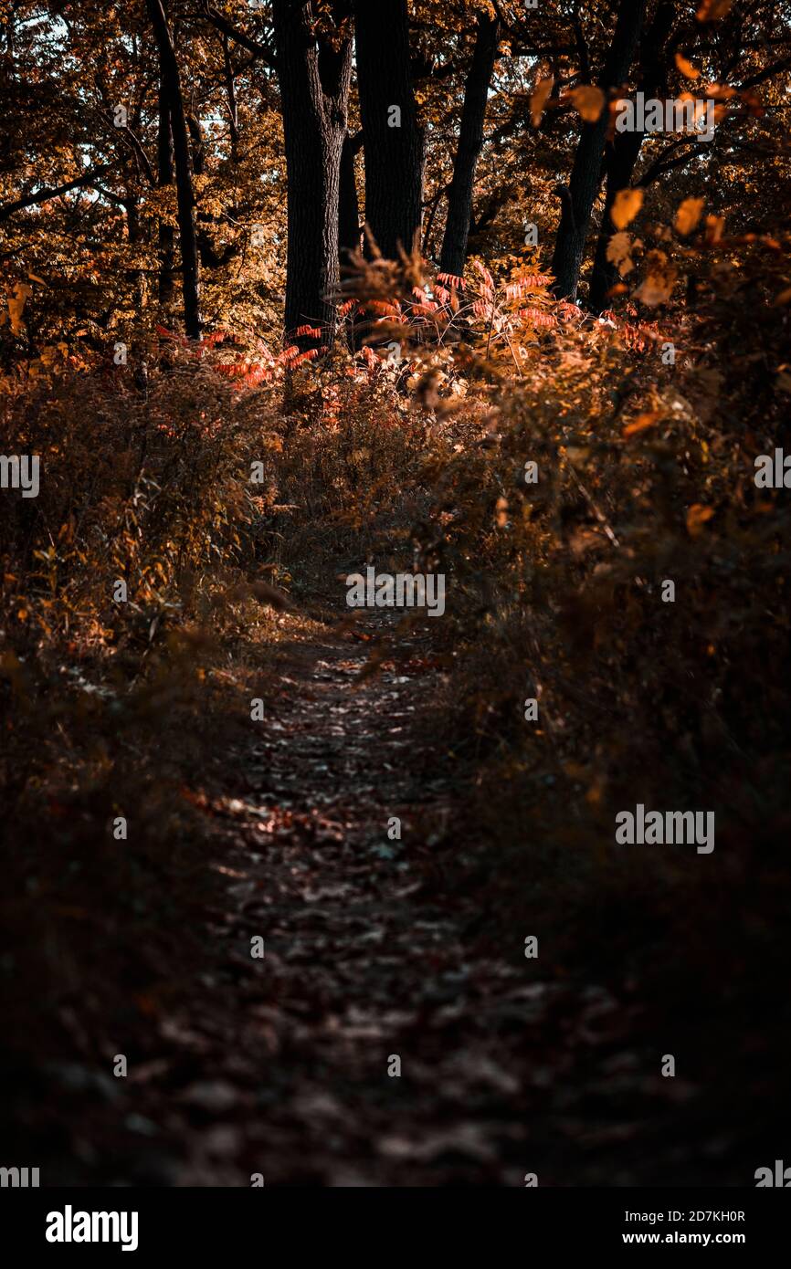 Dark autumn path way Stock Photo - Alamy