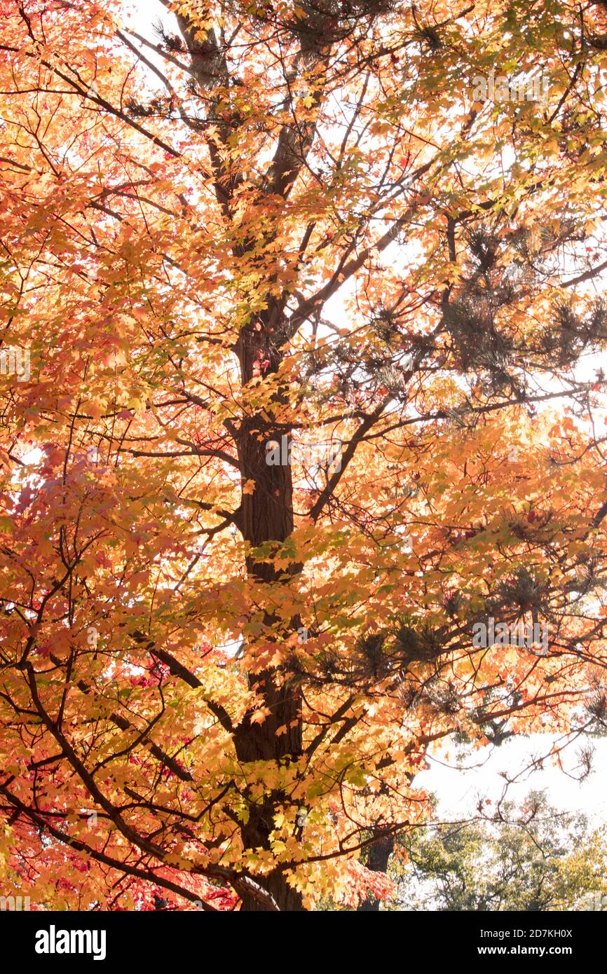 golden tree of autumn Stock Photo - Alamy
