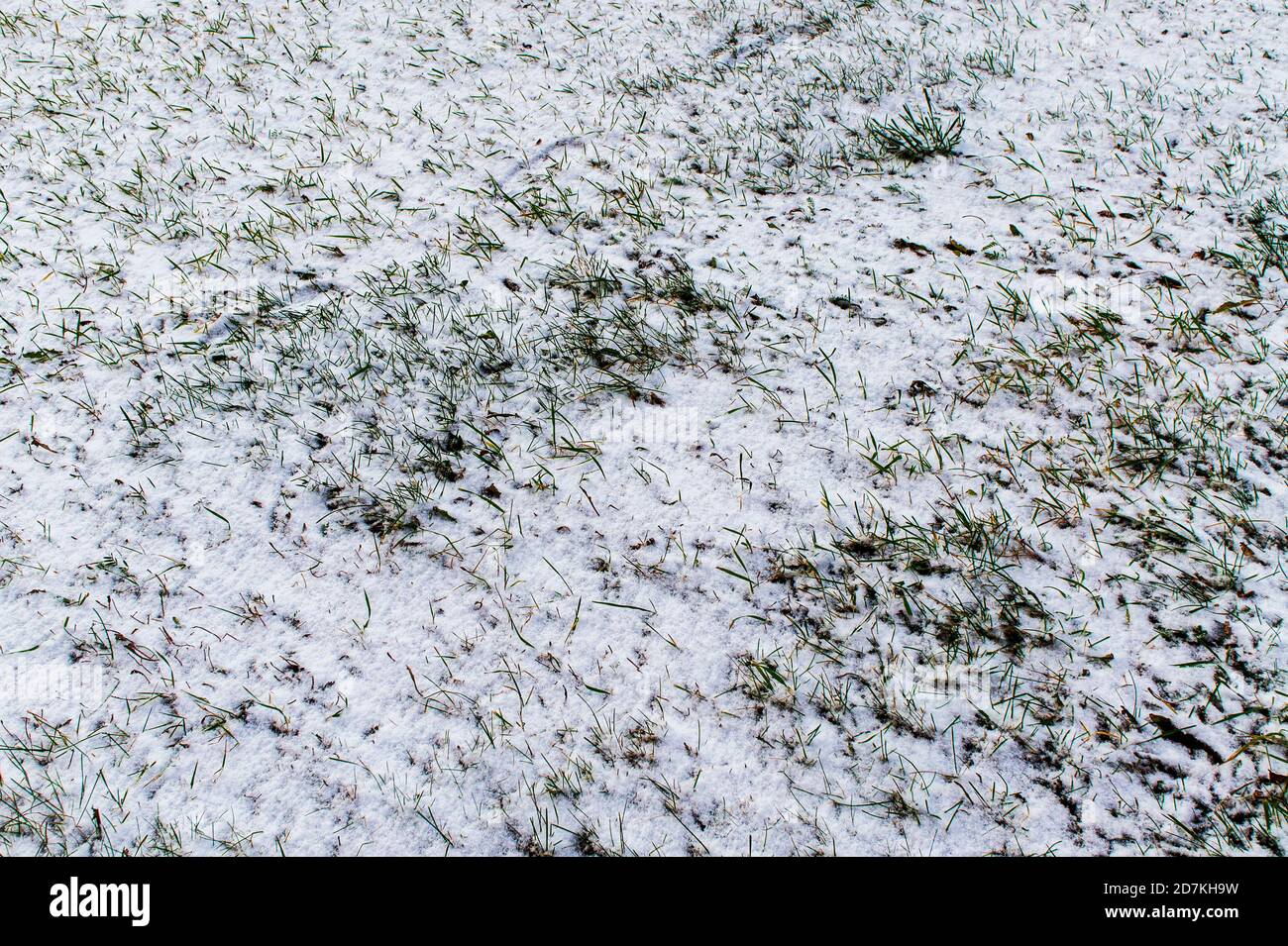 Background with the first snow falling on the green grass. Winter has ...