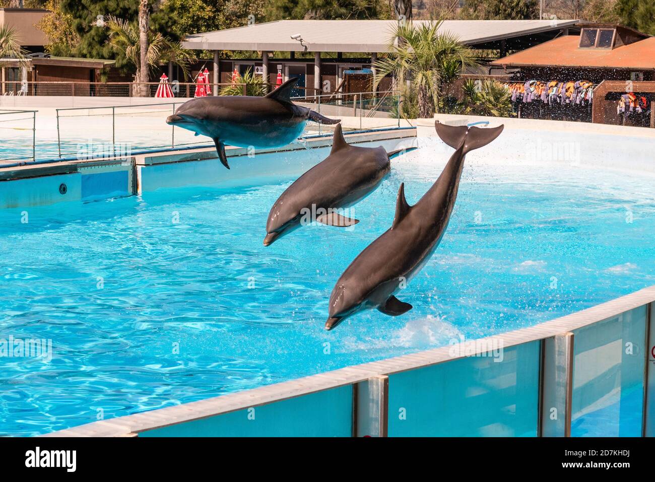 Three beautiful dolphins jumping in a swimming pool showing their ...