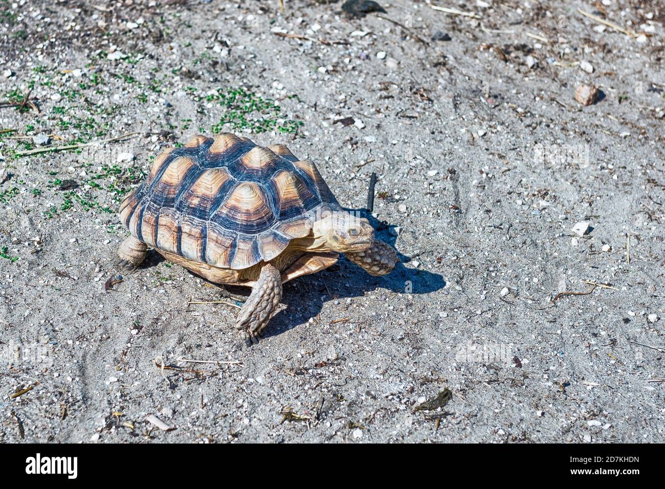 African spurred tortoise also known as sulcata tortoise, land turtle ...