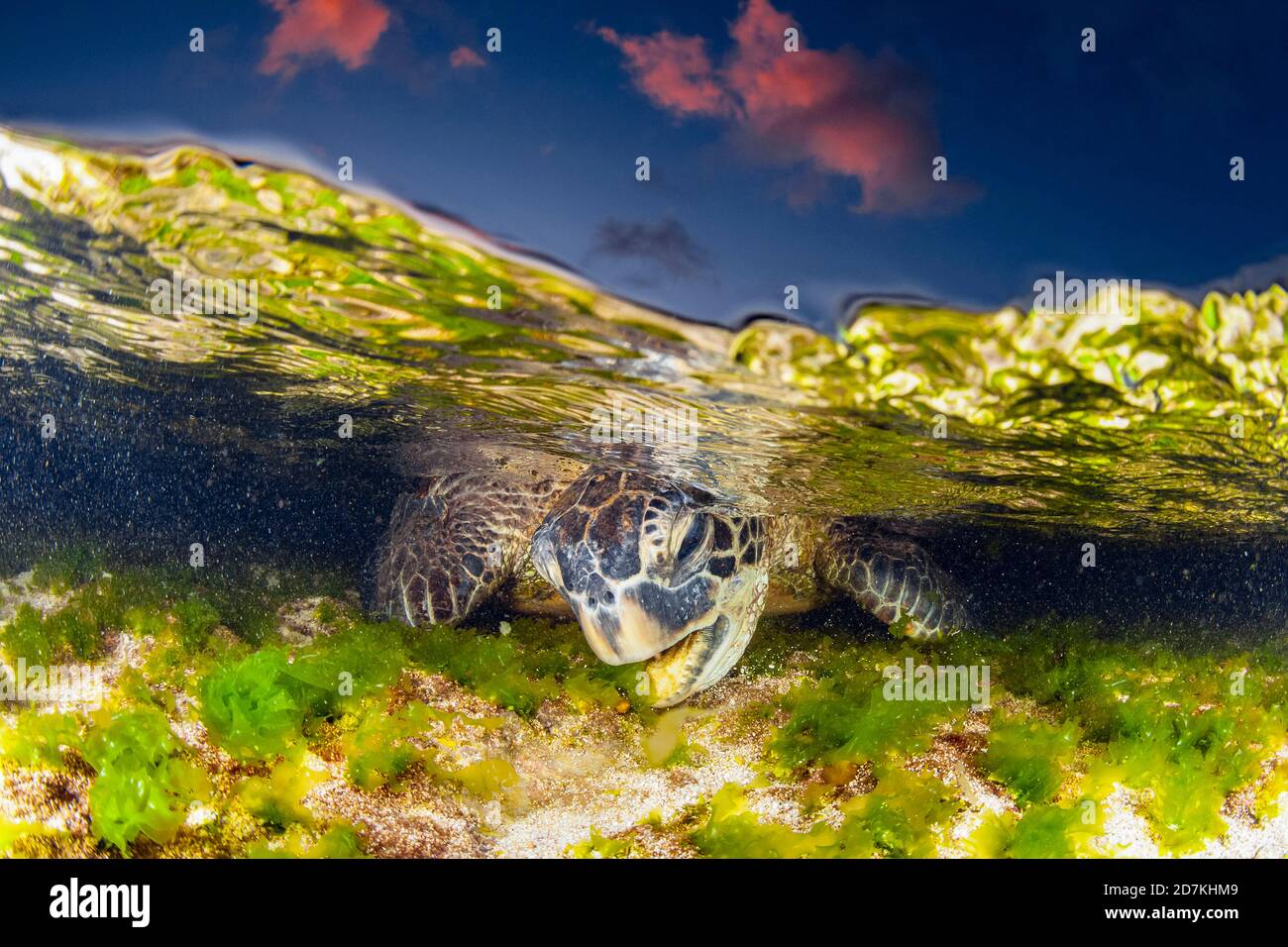 Sea turtle eating algae hi-res stock photography and images - Alamy