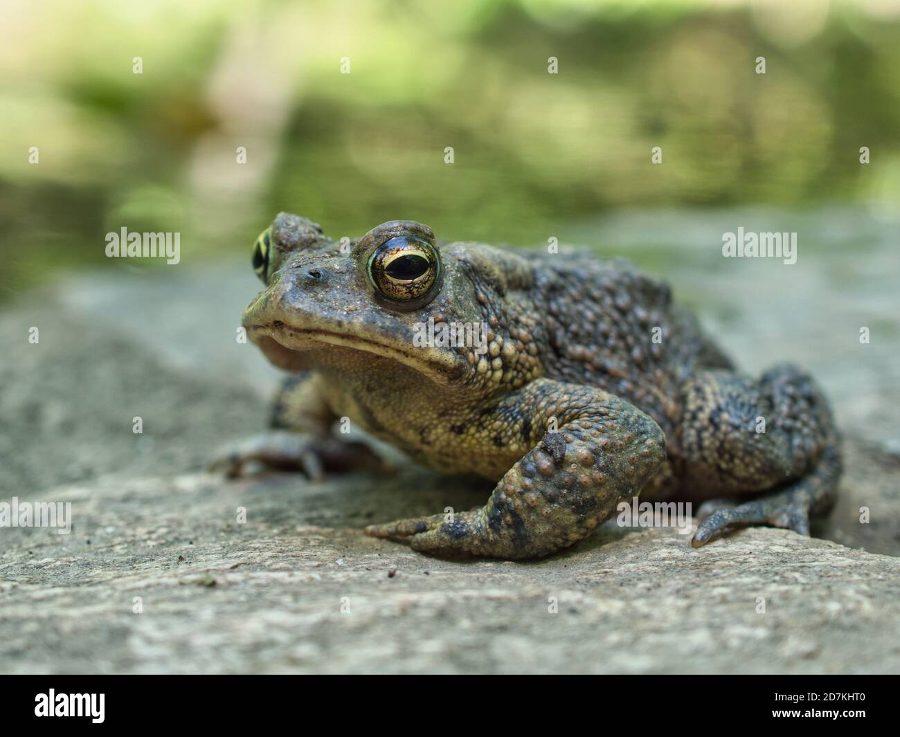 Oak toad hi-res stock photography and images - Alamy