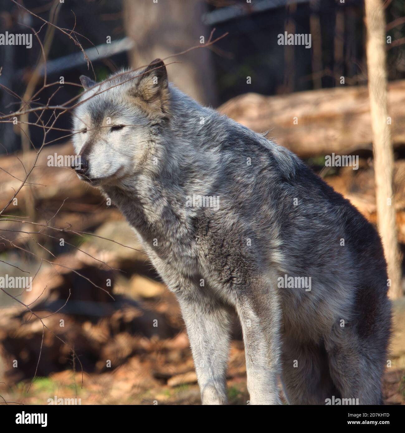 Selective focus shot of a gray wolf in a zoo Stock Photo - Alamy
