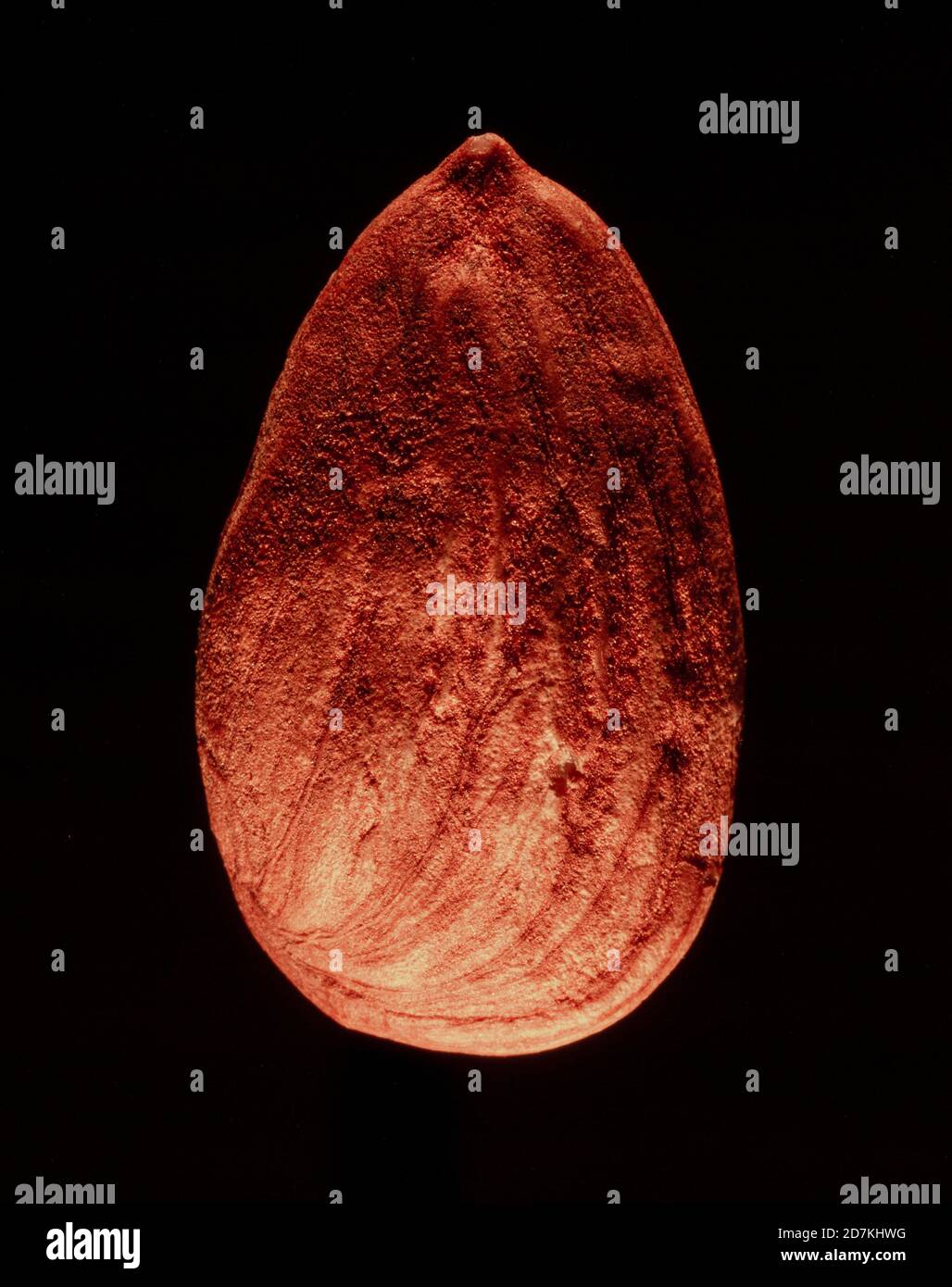 Single Almond seed (Prunus dulcis) isolated on black background. Close ...