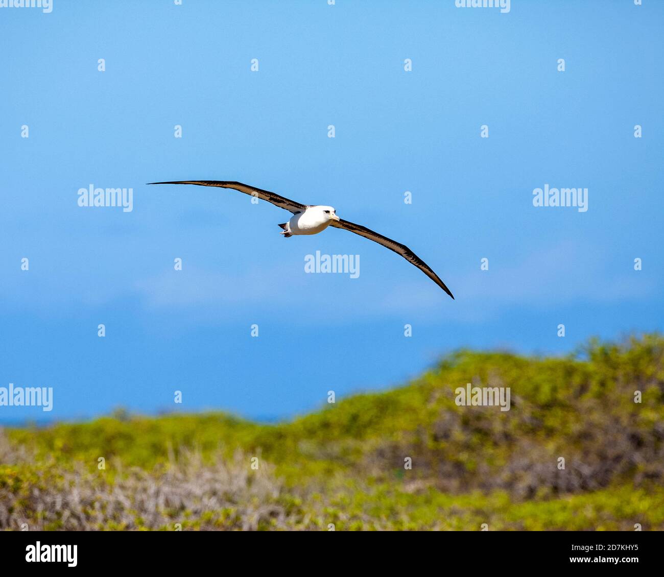 Laysan Albatross Flying, Phoebastria immutabilis, Ka'ena Point State ...