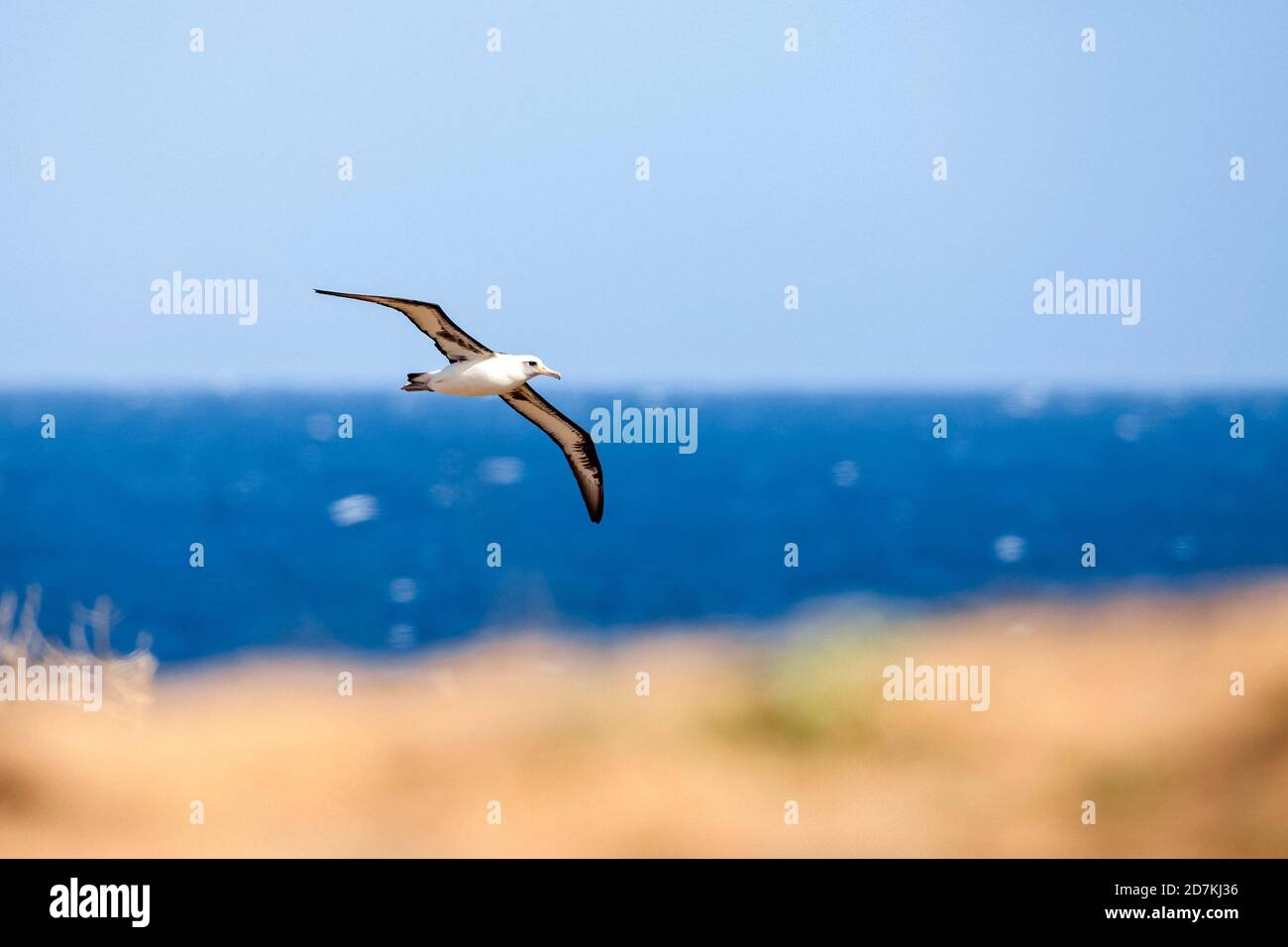 Laysan Albatross Flying, Phoebastria immutabilis, Ka'ena Point State ...