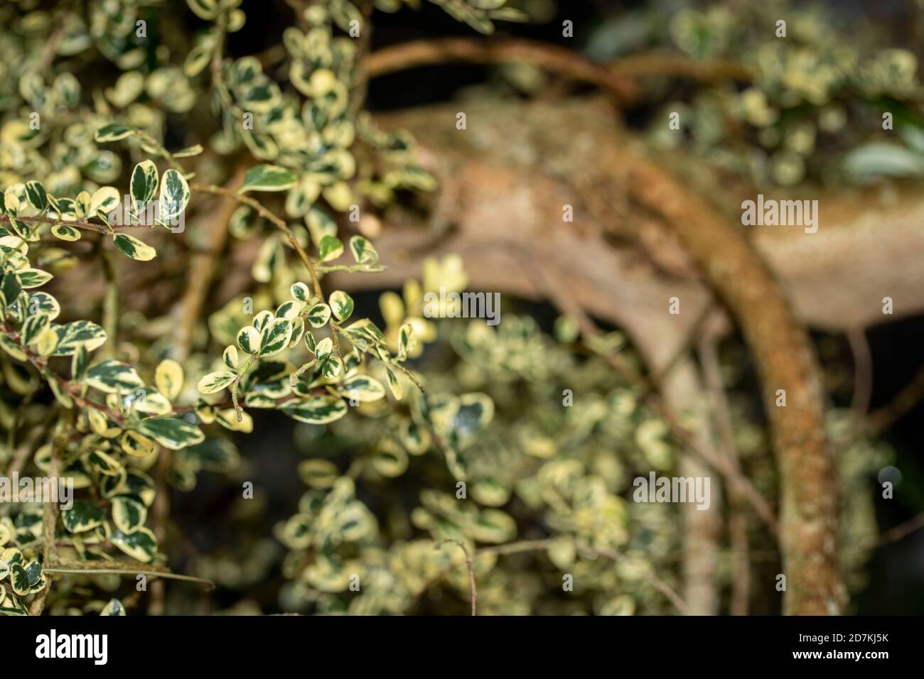 Azara microphylla 'Variegata', fragrant variegated leaved shrub Stock ...