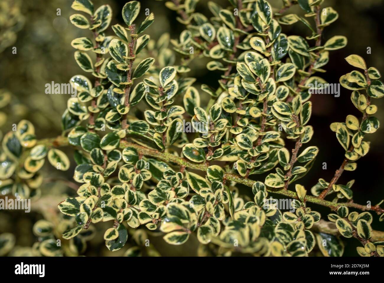 Azara microphylla 'Variegata', fragrant variegated leaved shrub Stock ...