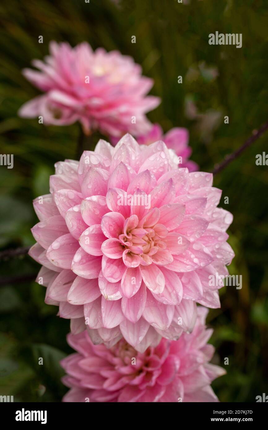 Dahlia (Melody Harmony) close-up natural flower portrait Stock Photo ...