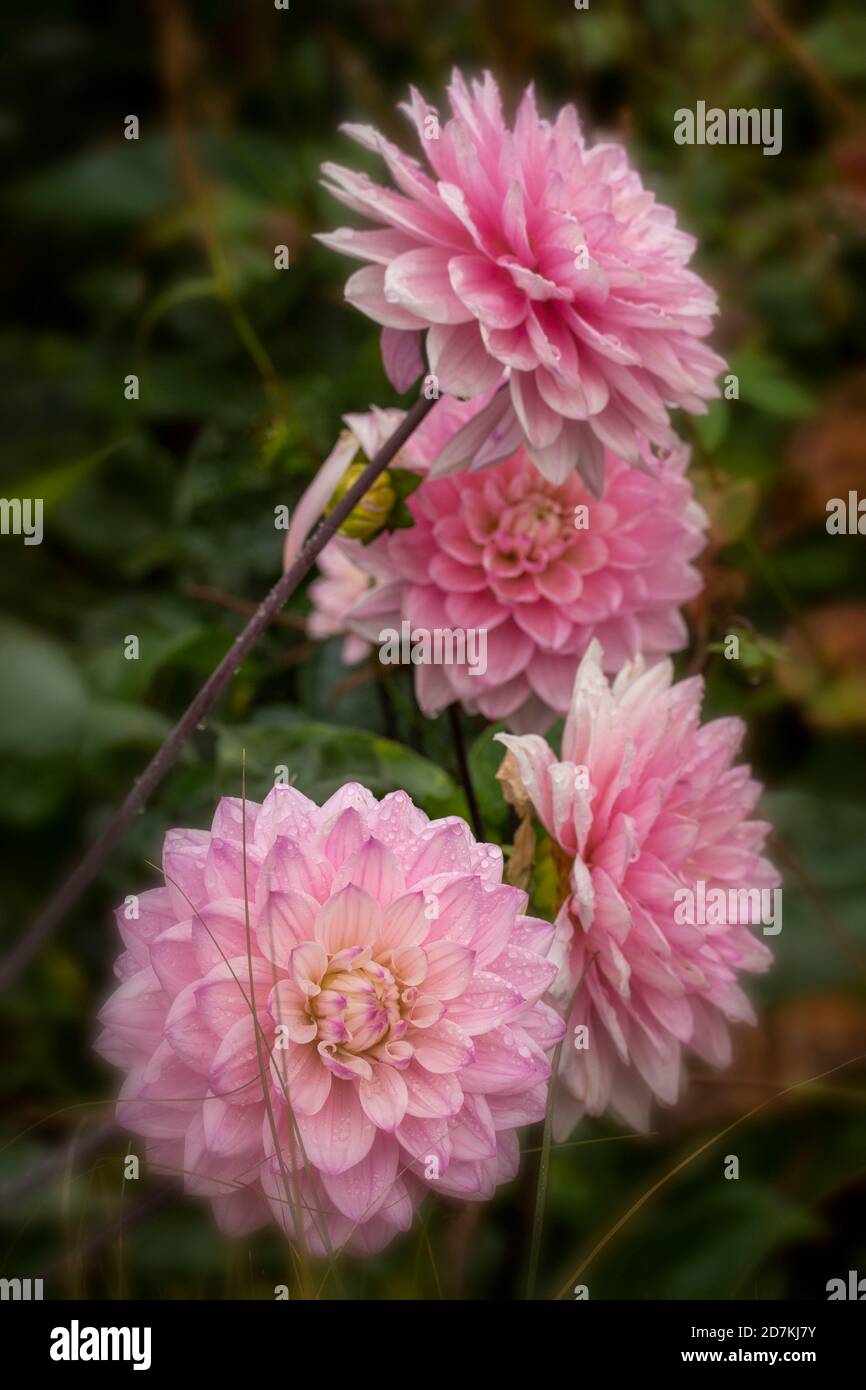 Dahlia (Melody Harmony) close-up natural flower portrait Stock Photo ...