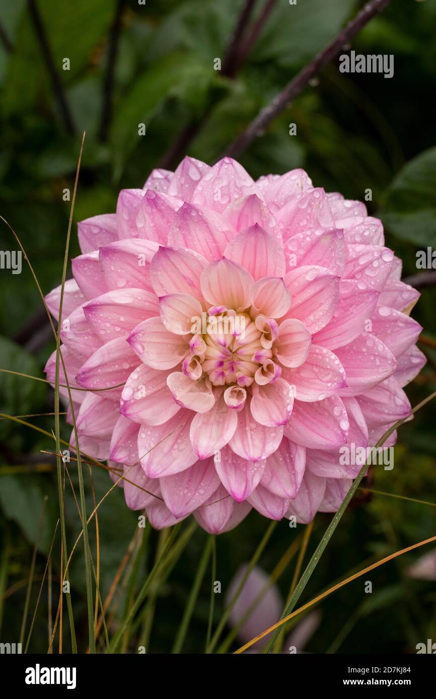 Dahlia melody harmony hi-res stock photography and images - Alamy