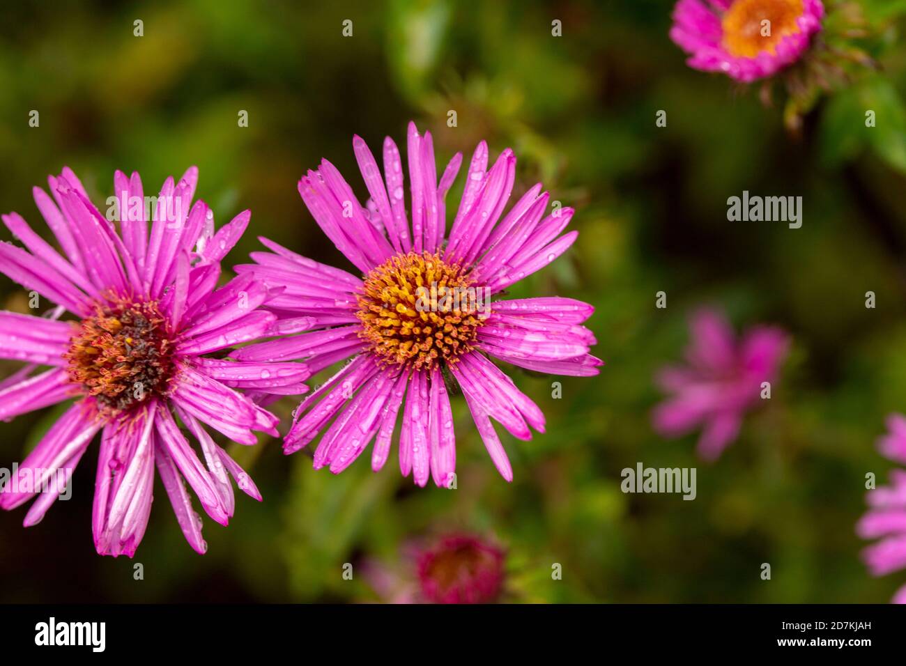 Symphyotrichum novae-angliae 'Röter Stern' blooms in close-up, natural ...