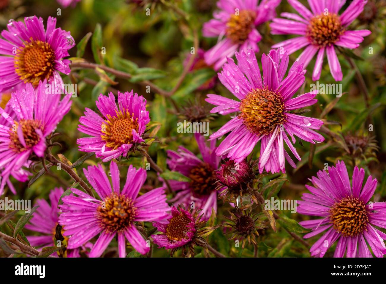 Symphyotrichum novae-angliae 'Röter Stern' blooms in close-up, natural ...