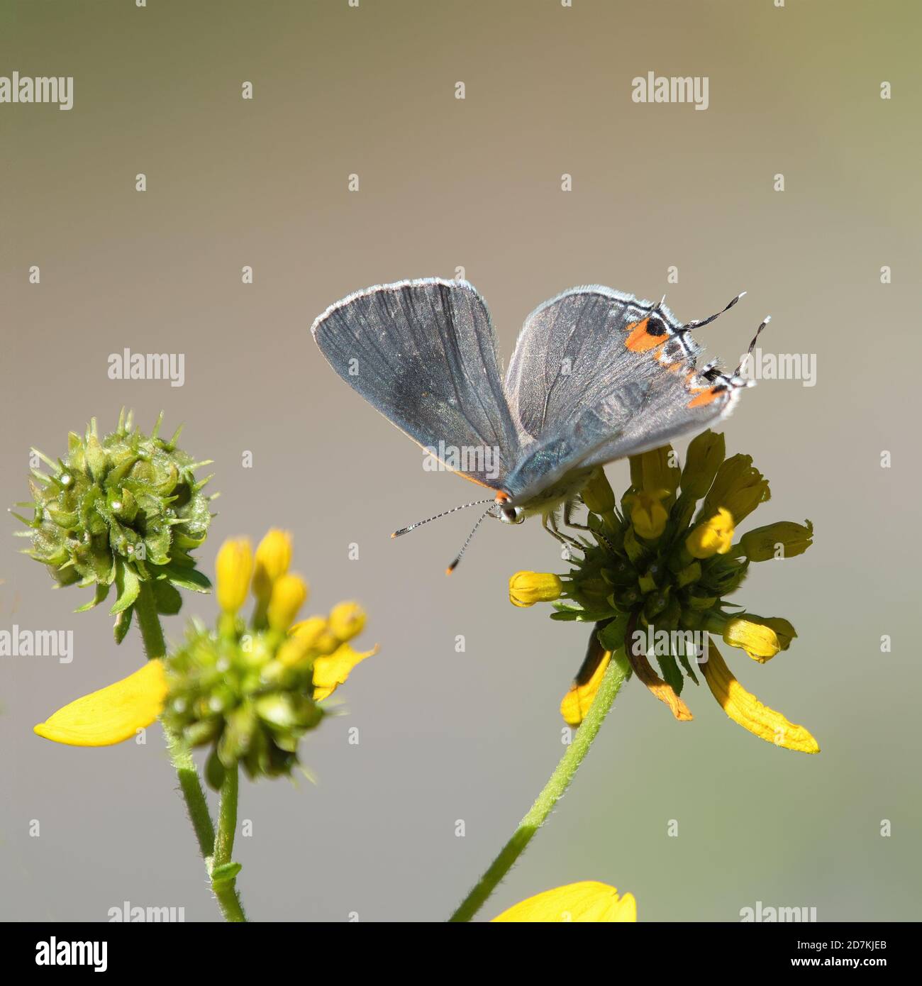 Short life of a bug hi-res stock photography and images - Alamy