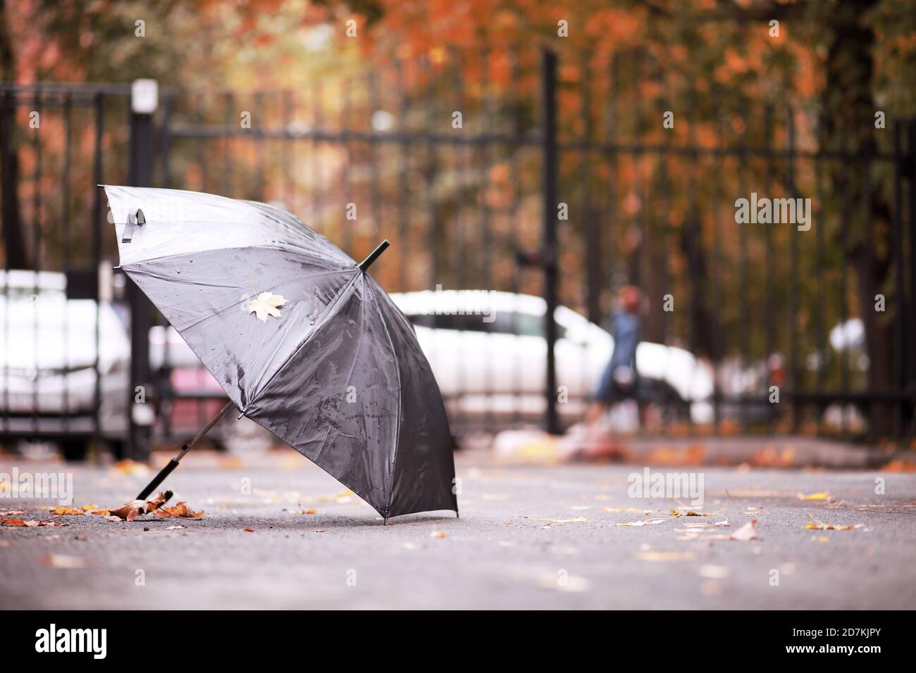 Autumn rainy park in October Stock Photo - Alamy